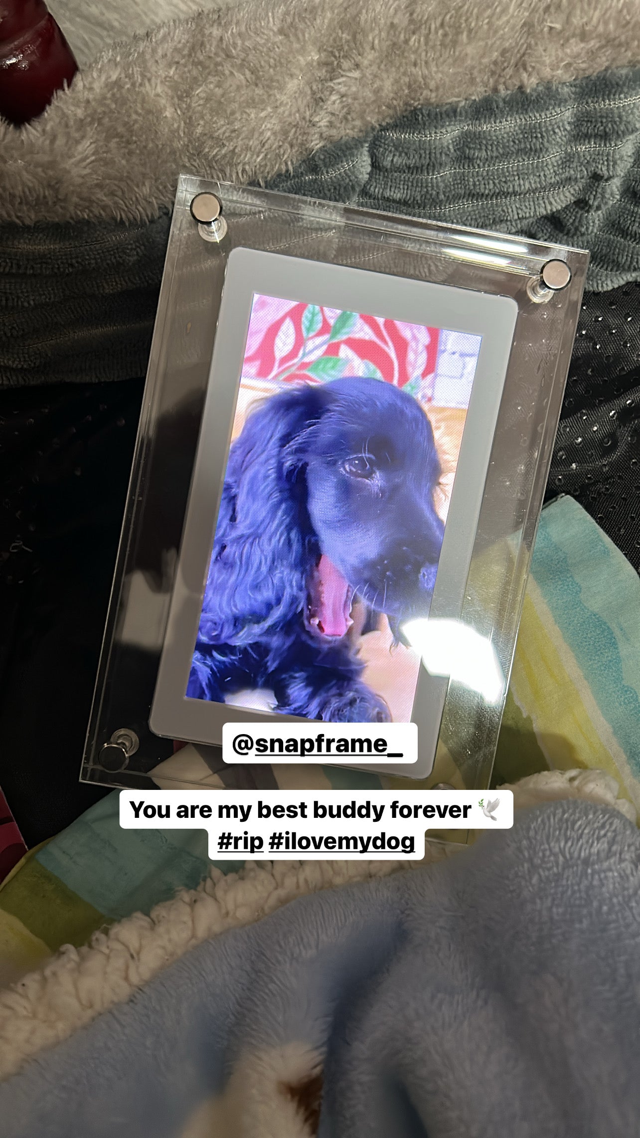 SnapFrame™ Digital Video Frame – Snapframe